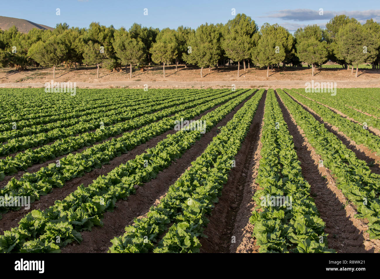 lettuce field and with pine trees in the background, lettuce ...