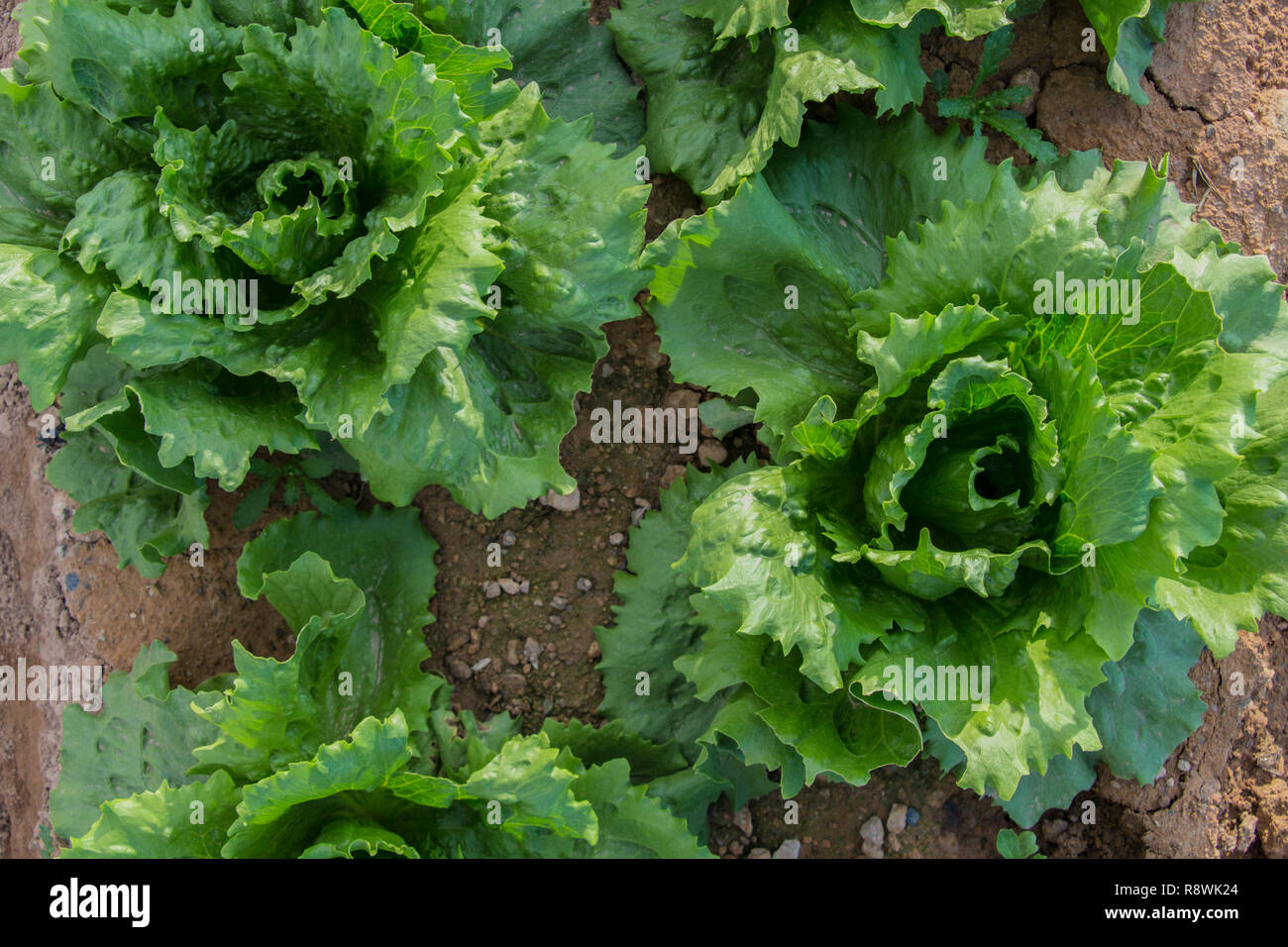 Aerial view of lettuce field hi-res stock photography and images - Alamy