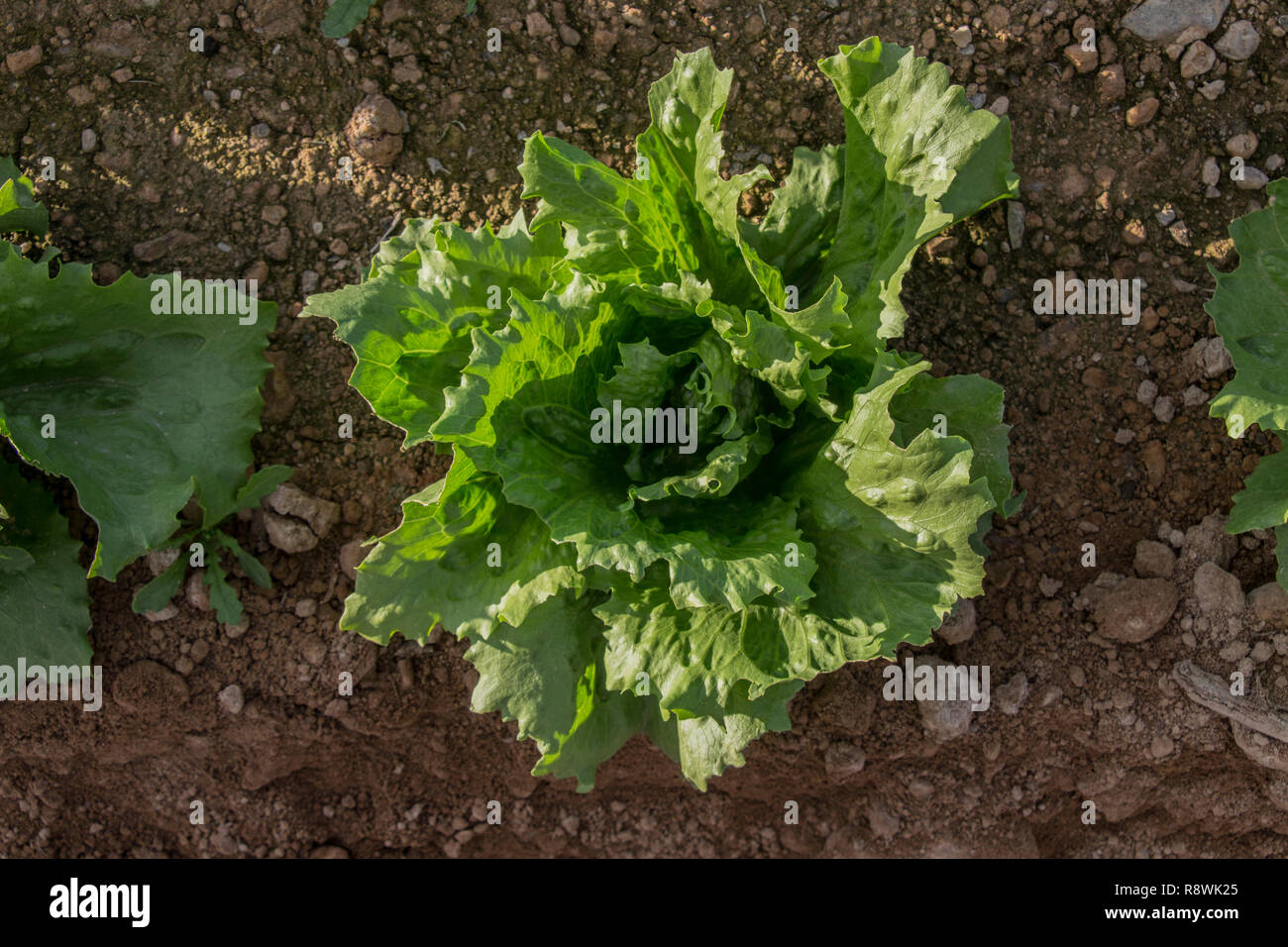 lettuce in the field, top view, aerial view, lettuce cultivation, green ...