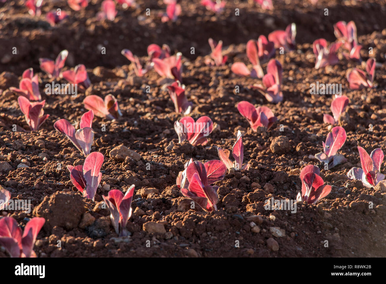 Baby leaf lettuce hi-res stock photography and images - Alamy