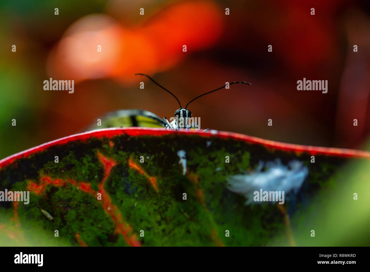 Peaking out from tree hi-res stock photography and images - Alamy