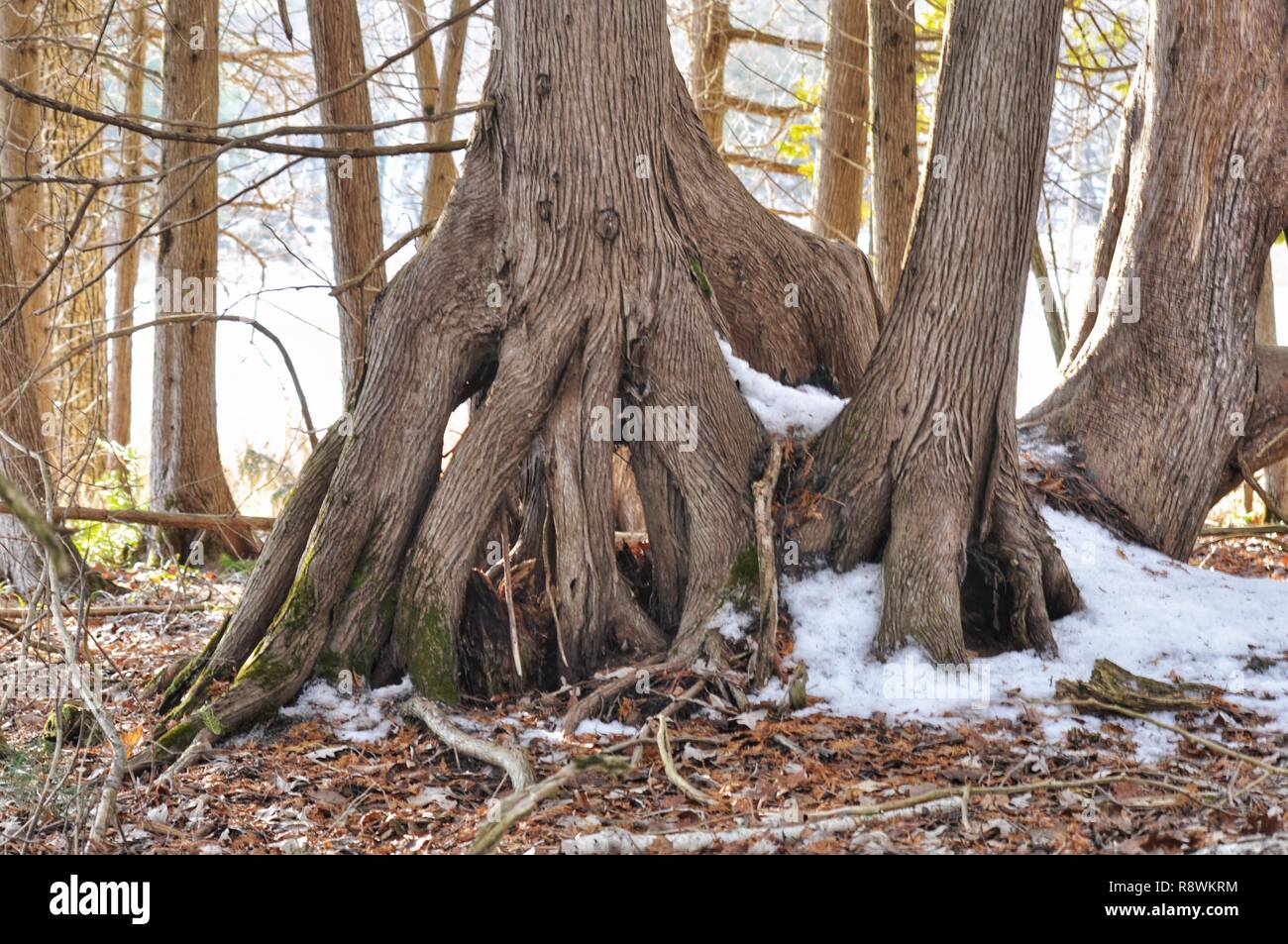 Twisted trunks hi-res stock photography and images - Alamy