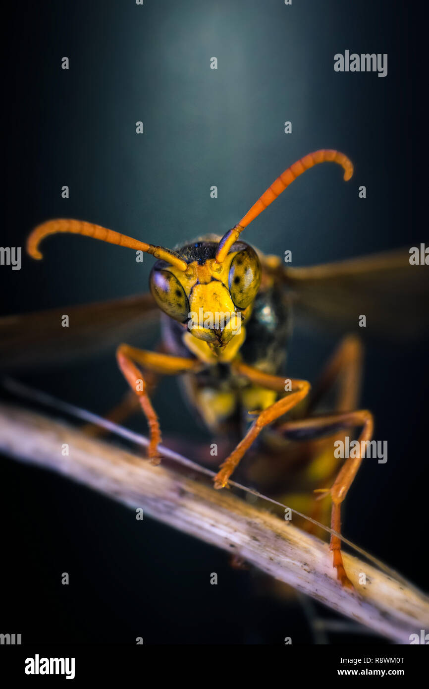 Reverse lensing hi-res stock photography and images - Alamy