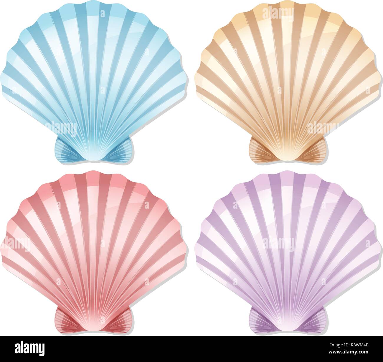 Set of color scallop shell illustration Stock Vector Image & Art - Alamy