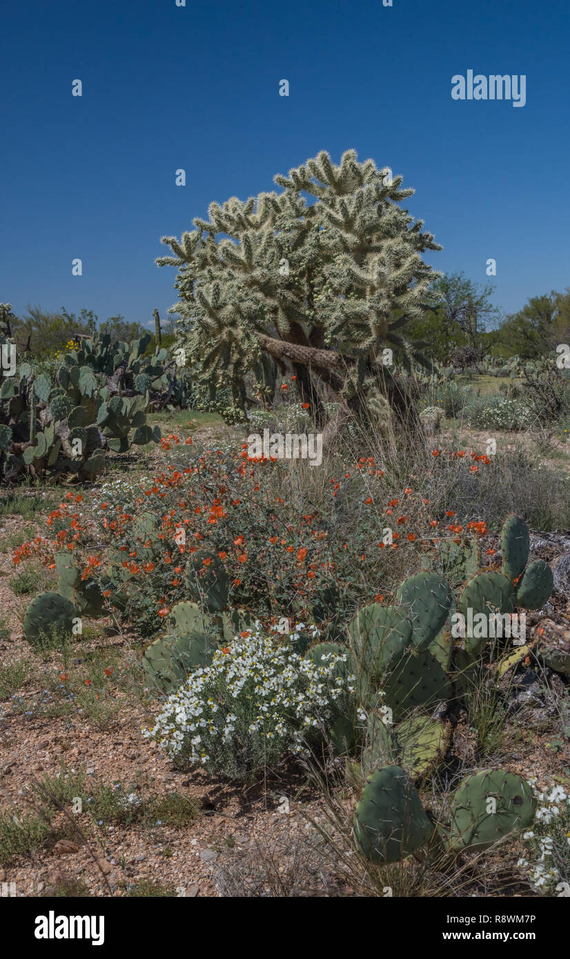 Orange globe mallow wildflowers hi-res stock photography and images - Alamy
