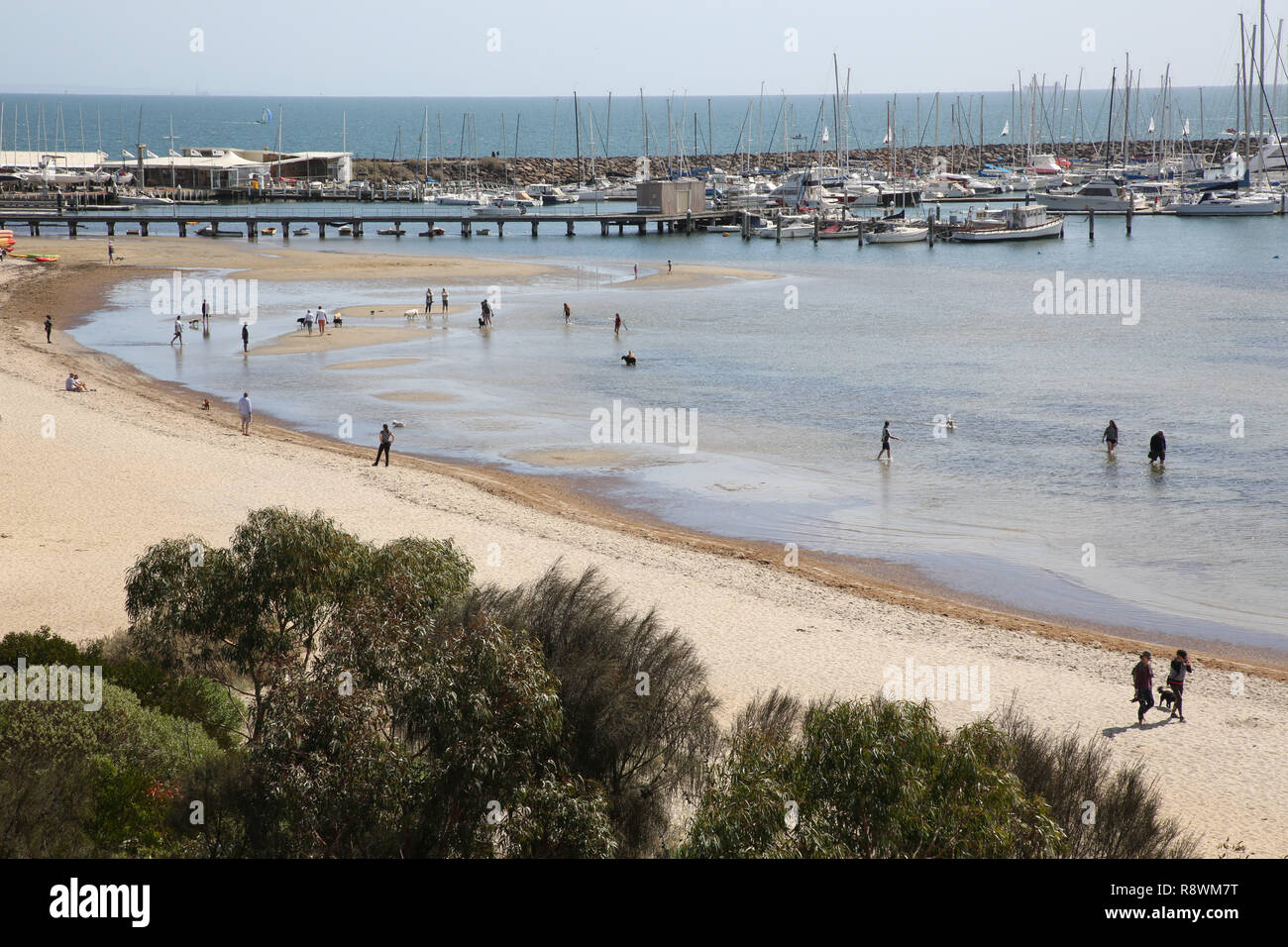 Melbourne dog dogs hi-res stock photography and images - Alamy