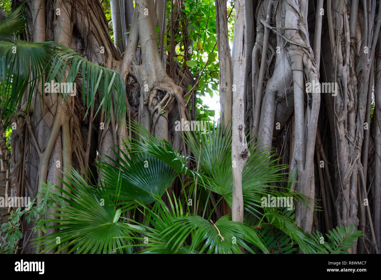 Weird looking trees in Key West, Florida Keys, United States Stock ...
