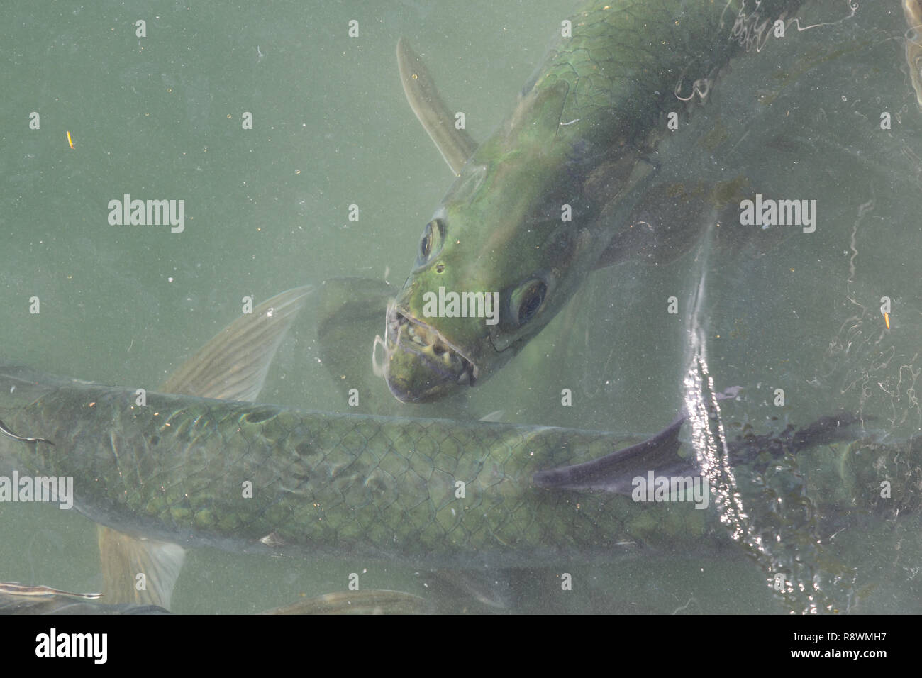 Fish guts hi-res stock photography and images - Alamy