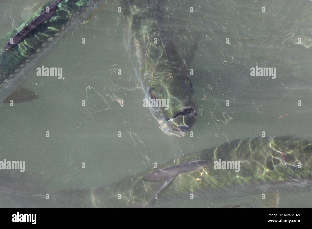 Fish Guts Stock Photos & Fish Guts Stock Images - Alamy