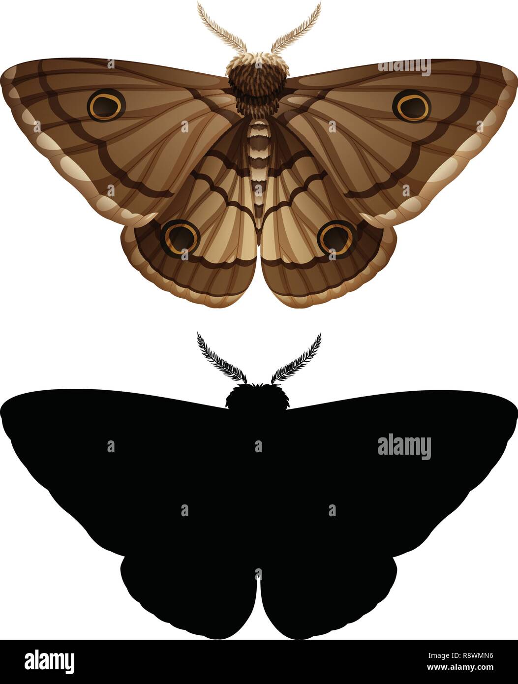 Set of colour moth and silhouette illustration Stock Vector Image & Art ...