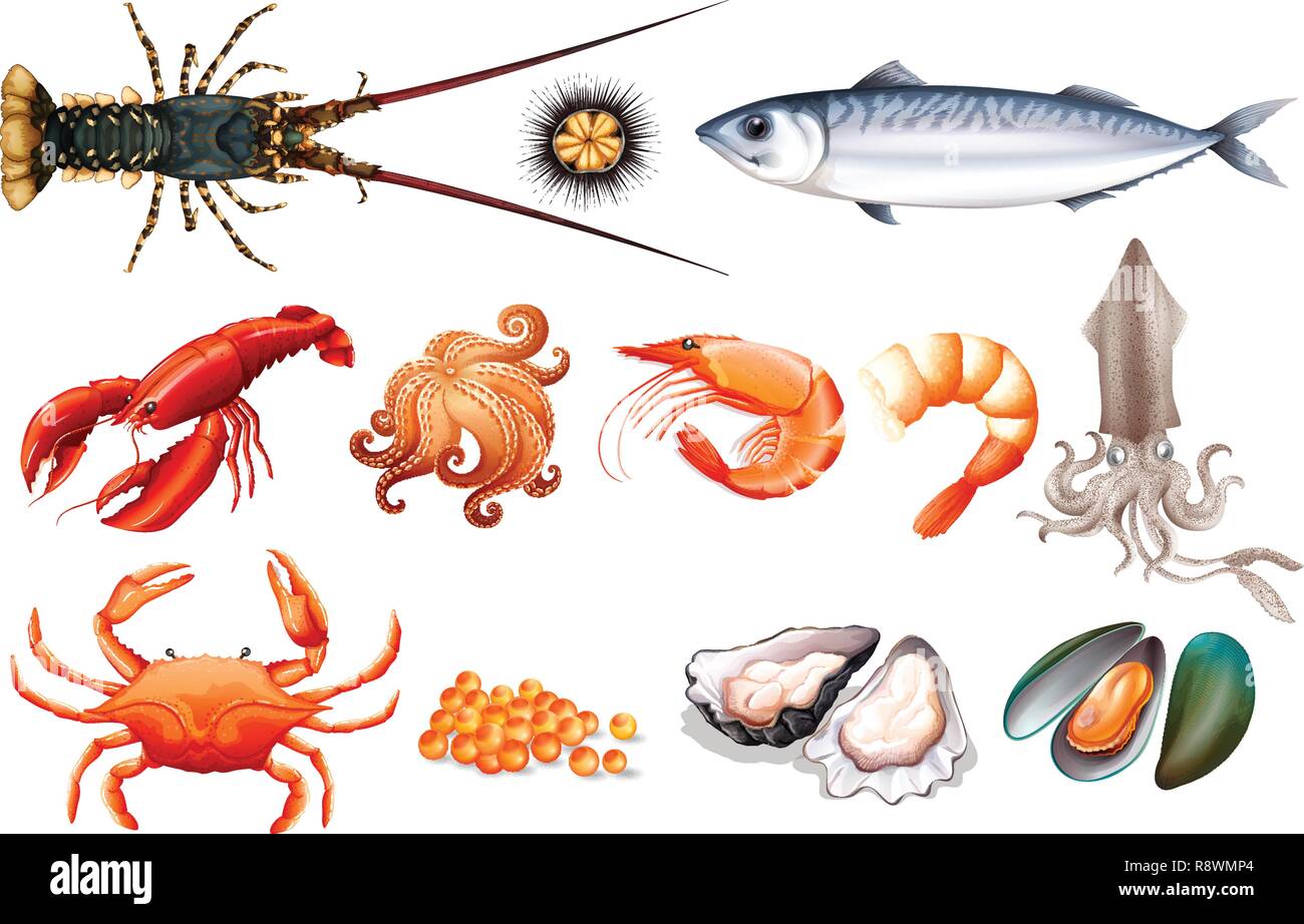 Set of fresh seafood illustration Stock Vector Image & Art - Alamy