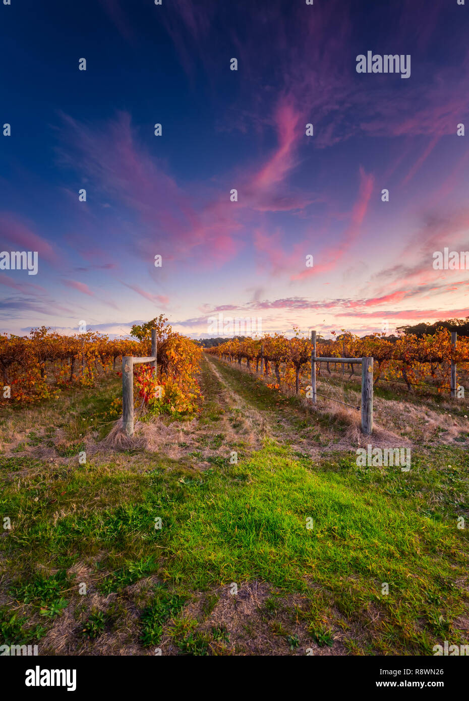 Fall Foliage In Winery Stock Photo - Alamy