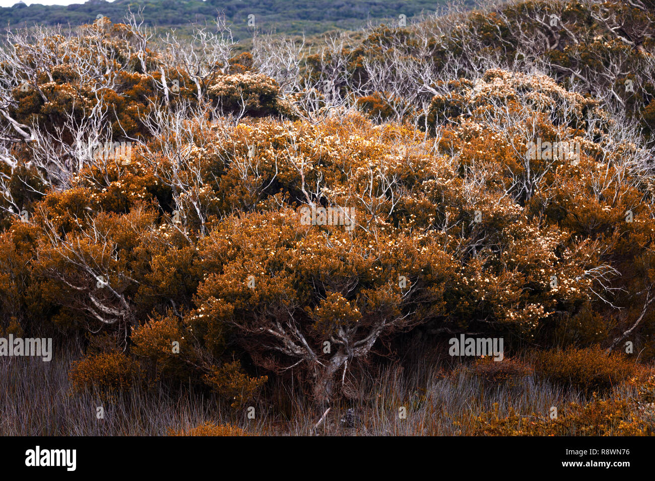 Southern foliage hi-res stock photography and images - Alamy