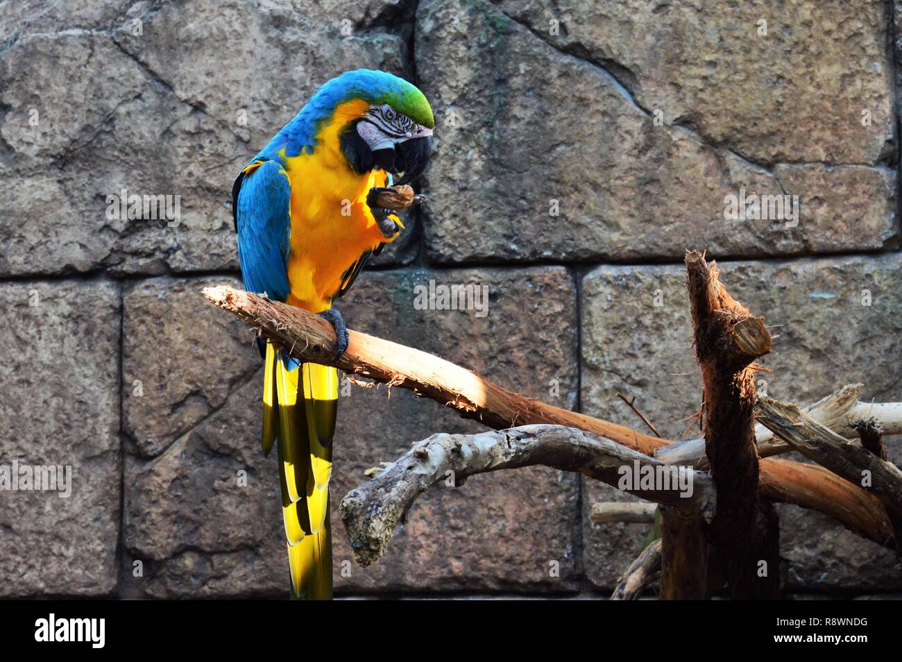 Parrot eating a meal Stock Photo - Alamy