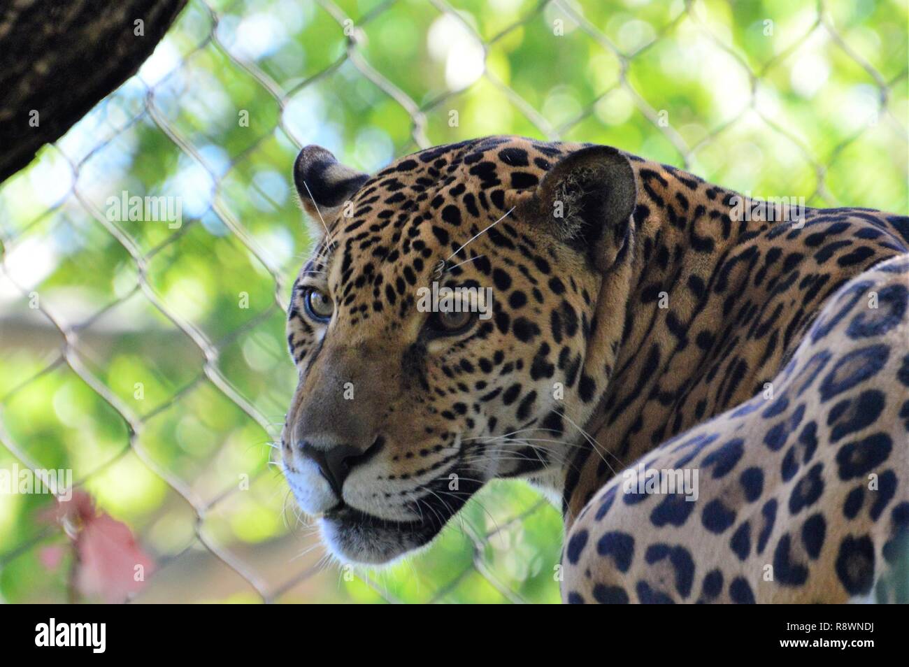LEOPARD AT THE ZOO Stock Photo - Alamy