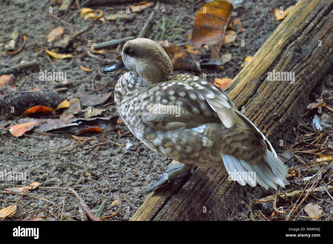 Ducks of south america hi-res stock photography and images - Alamy