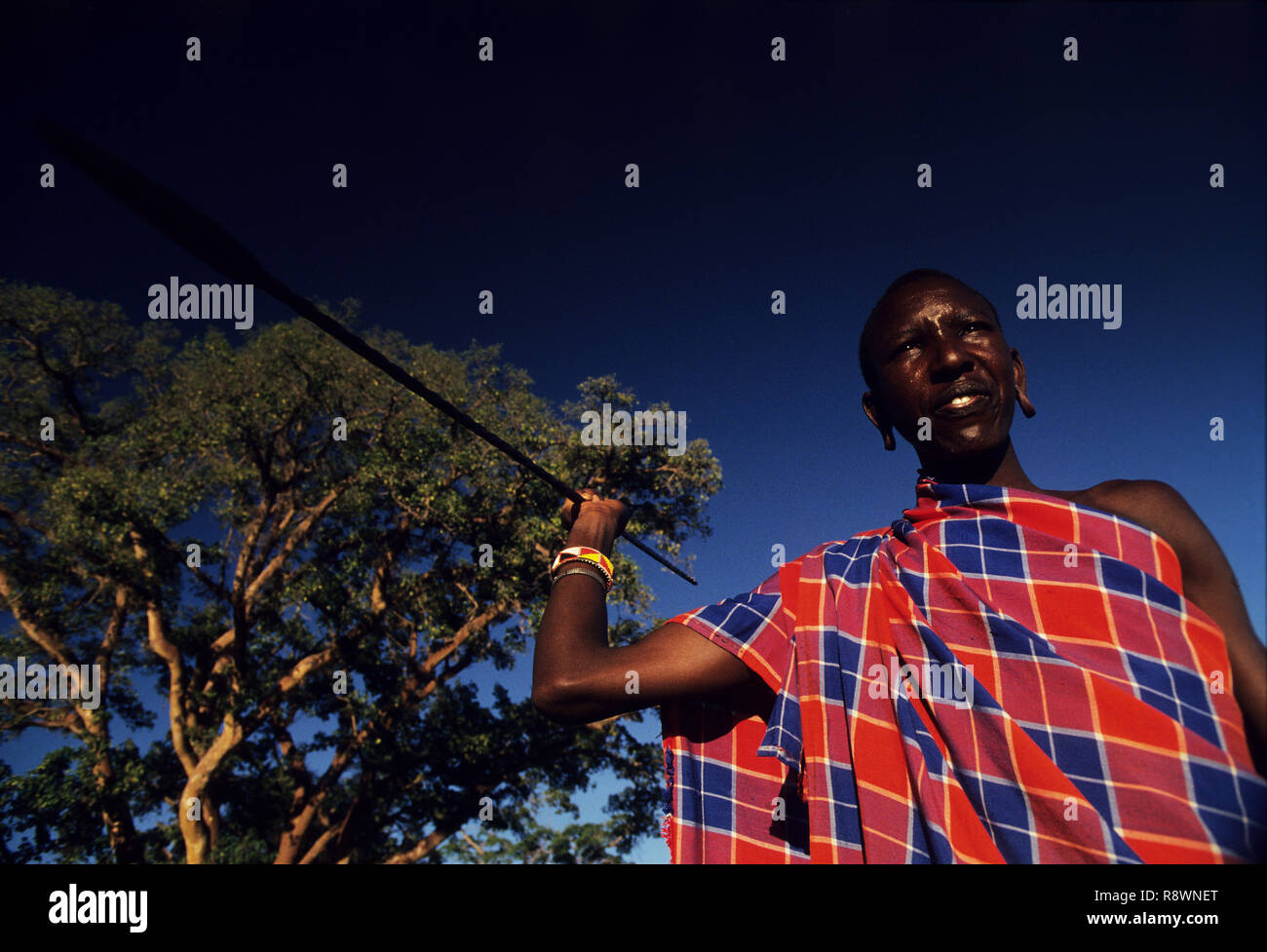 Masai warrior with spear in Masai Mara Game Reserve. Masais are maybe ...