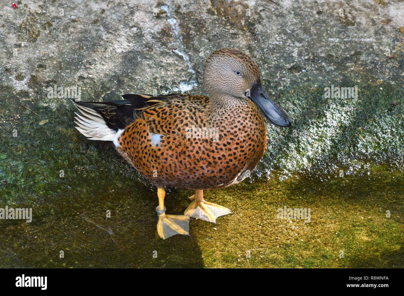 Ducks of south america hi-res stock photography and images - Alamy