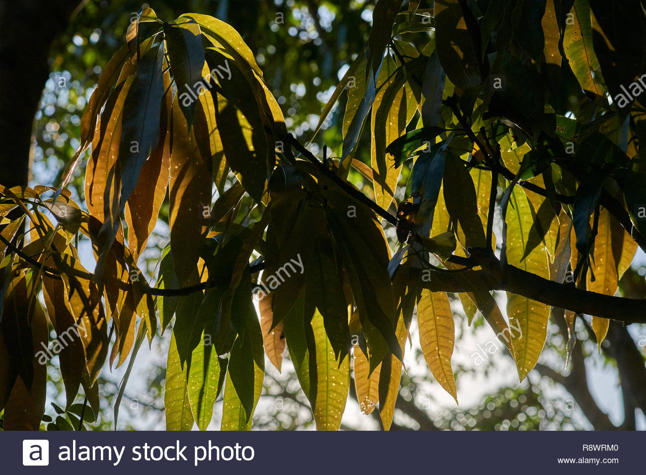 Mango Orchard Stock Photos & Mango Orchard Stock Images - Alamy