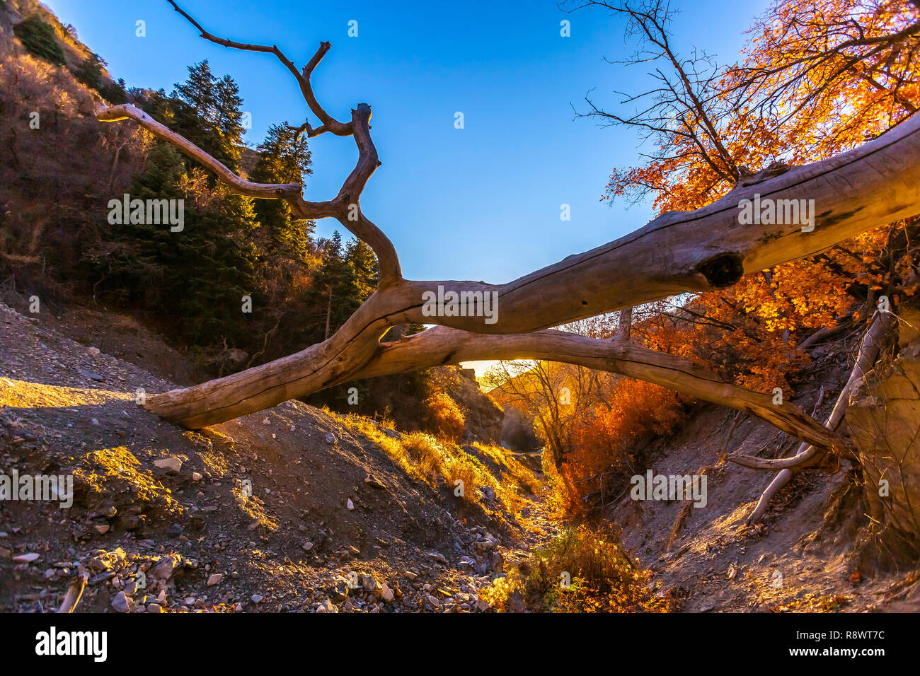 Fallen tree over a canal with no flowing water Stock Photo - Alamy