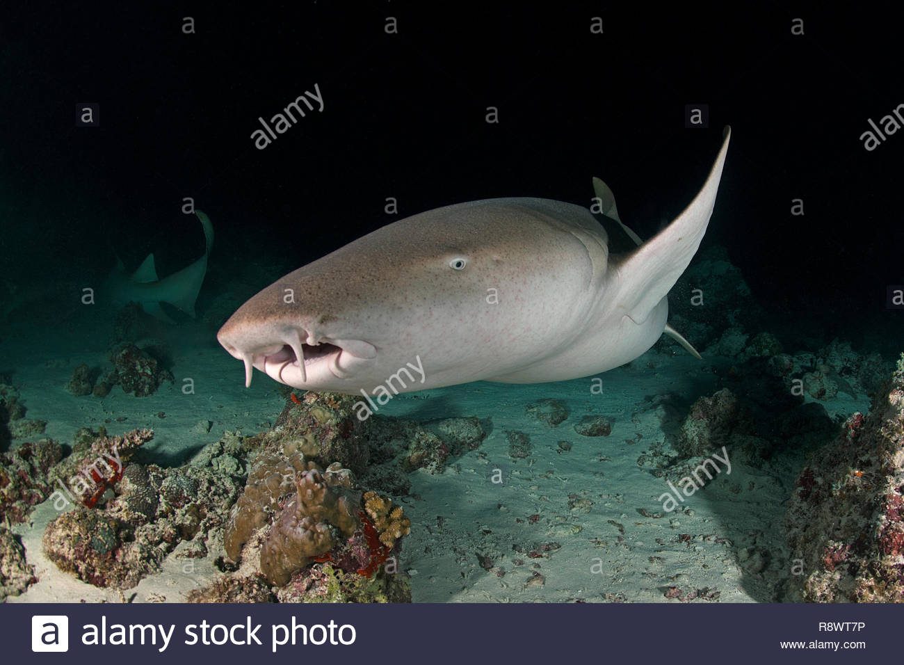 Tawny Nurse Shark Stock Photos & Tawny Nurse Shark Stock Images - Alamy
