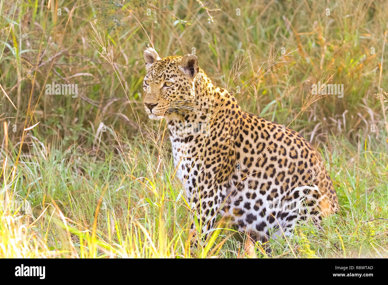 Close up of an African Leopard, Camouflaged wild cat lying in the grass ...
