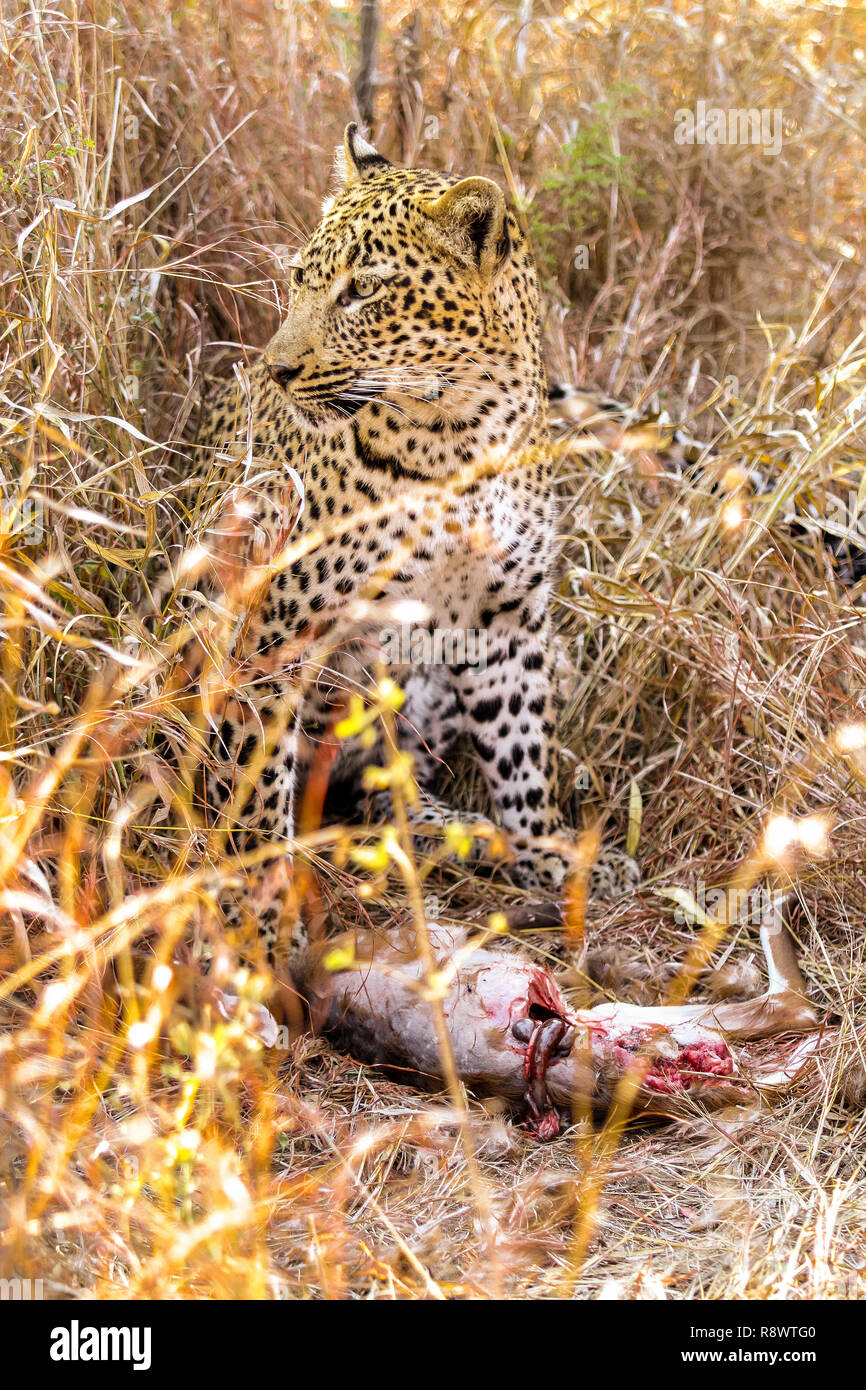 African Leopard eating prey in the grass on safari in a South African ...