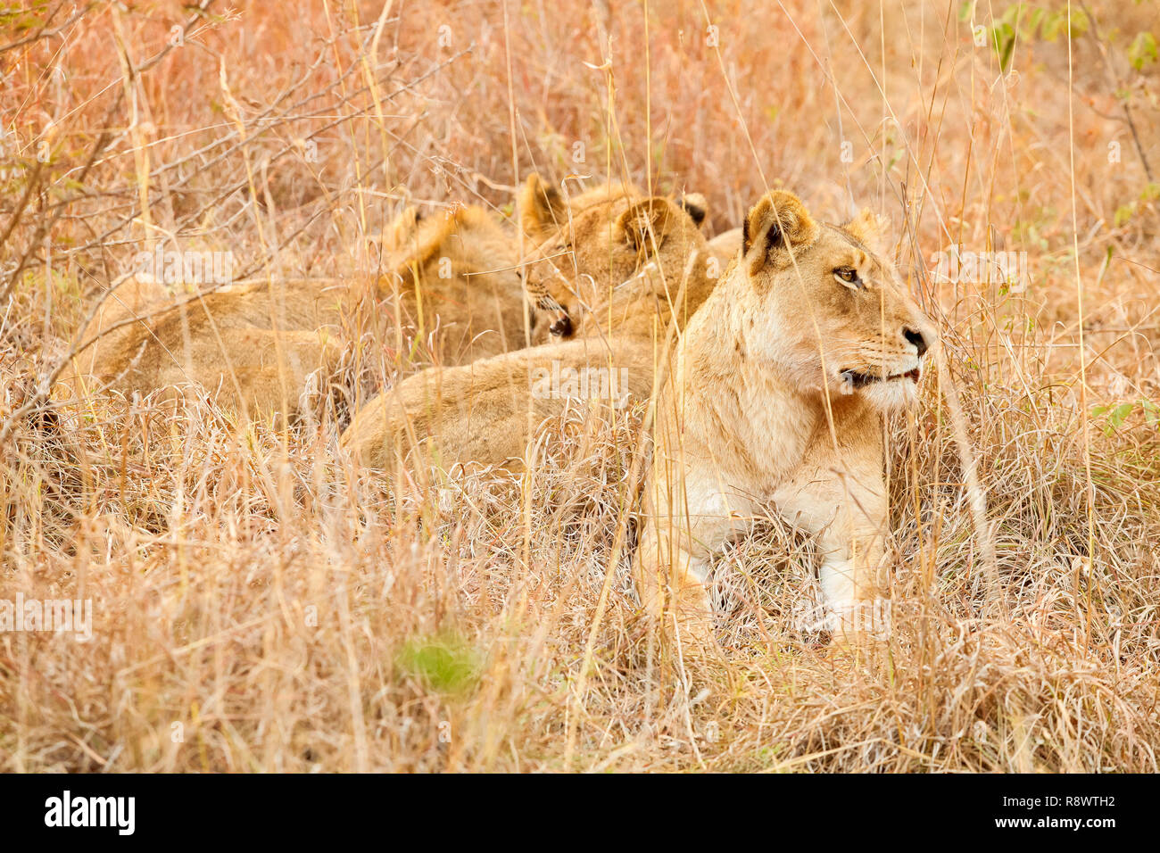 Long grass hiding lion hi-res stock photography and images - Alamy