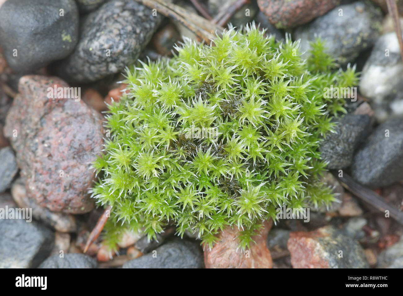 Silver moss or hoary fringe-moss, Racomitrium canescens Stock Photo - Alamy