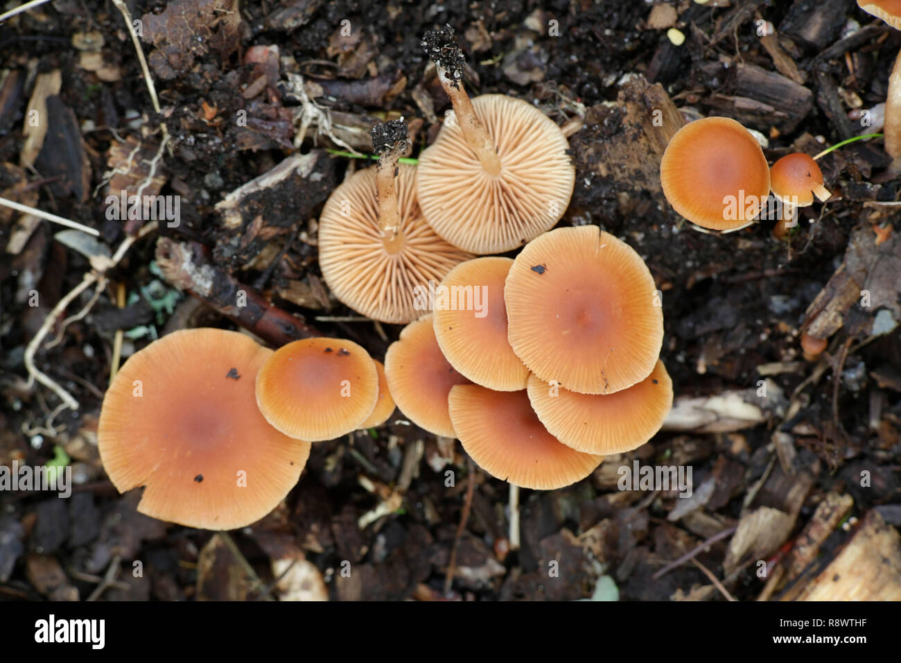 Tubaria furfuracea, commonly known as the scurfy twigle Stock Photo - Alamy