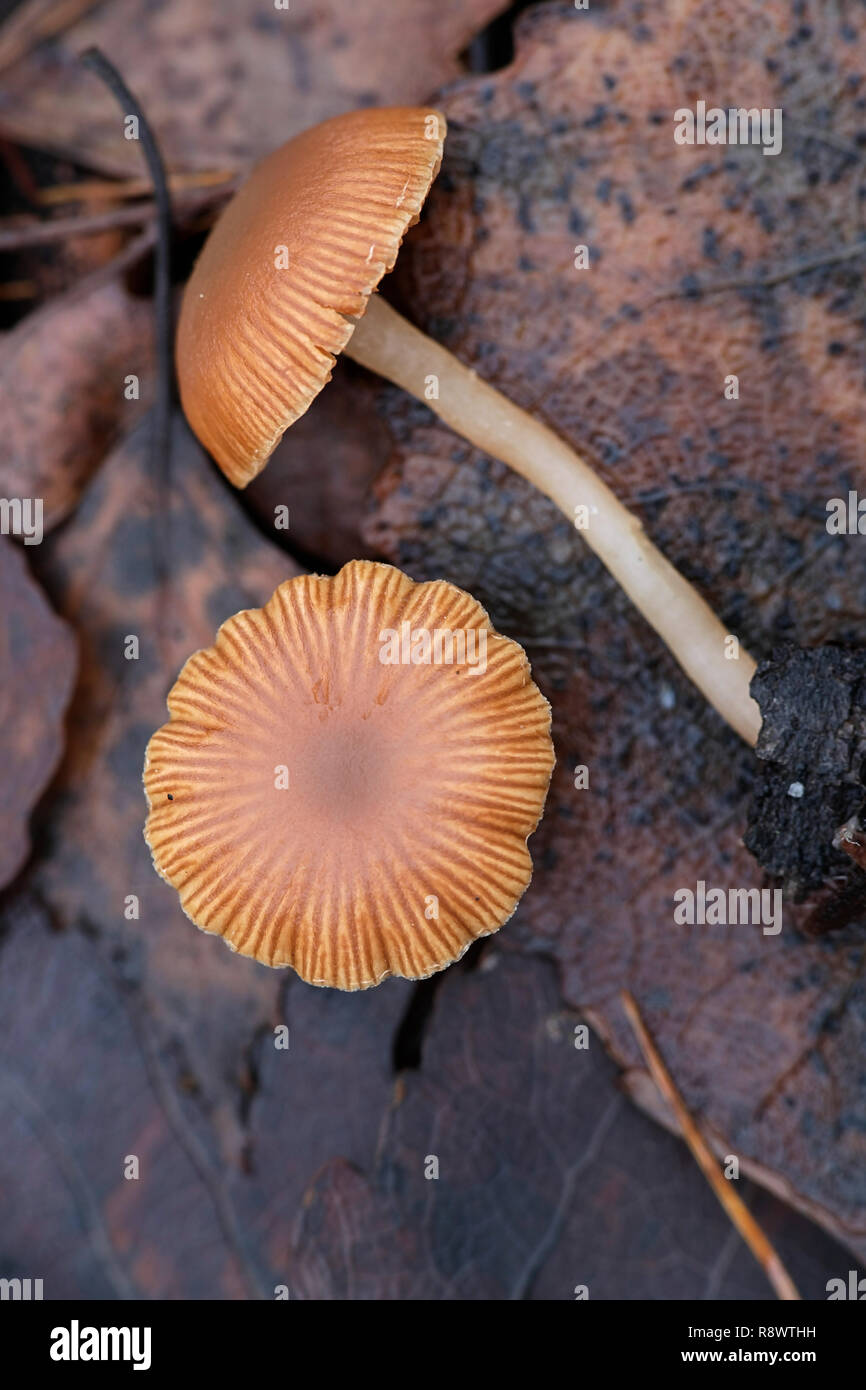 Tubaria furfuracea, commonly known as the scurfy twigle Stock Photo - Alamy