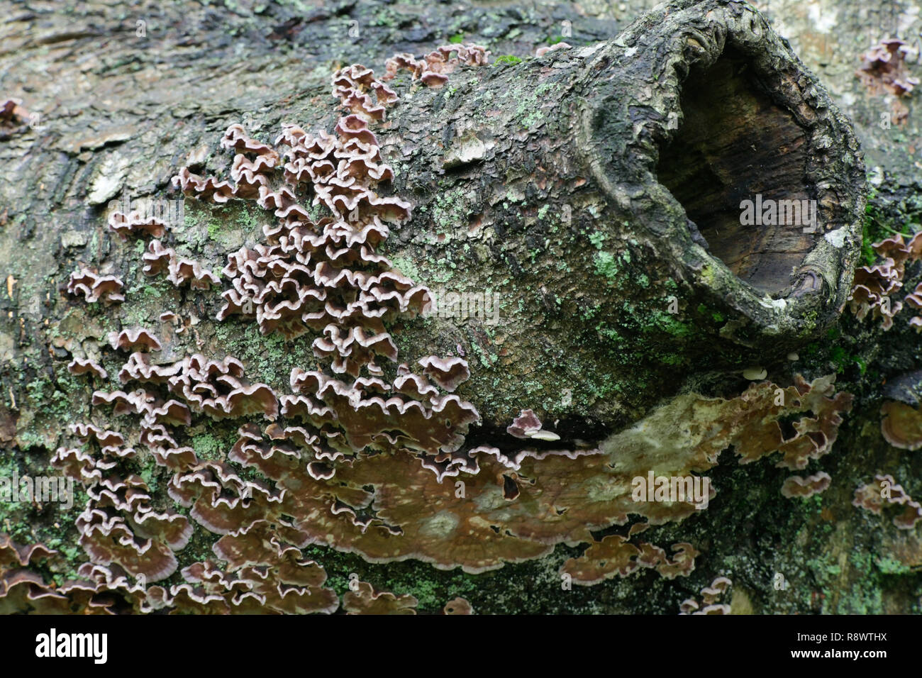 Silverleaf fungus, Chondrostereum purpureum Stock Photo - Alamy