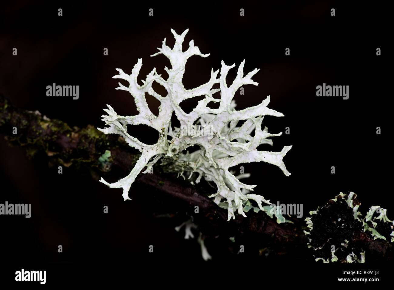 Evernia prunastri, also known as oakmoss, a beautiful lichen used ...