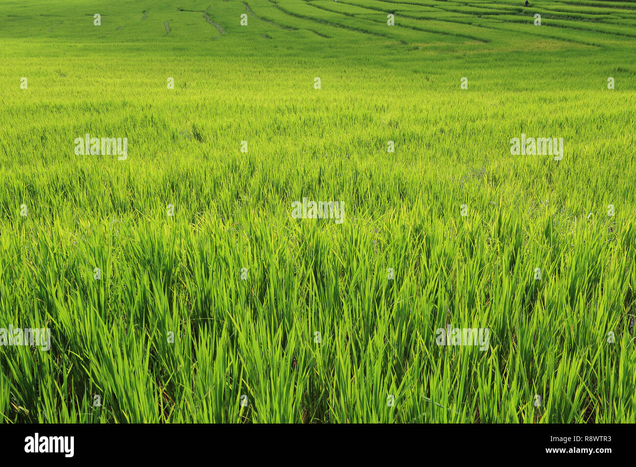 agriculture of asia, terrace green rice fields of farming season Stock ...