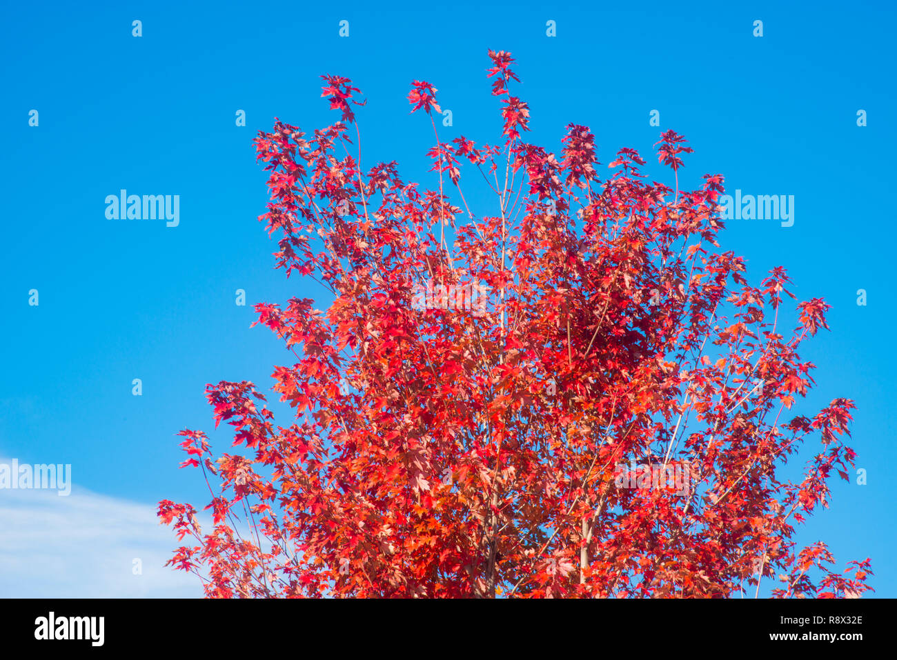 Deciduous tree in Autumn Stock Photo - Alamy