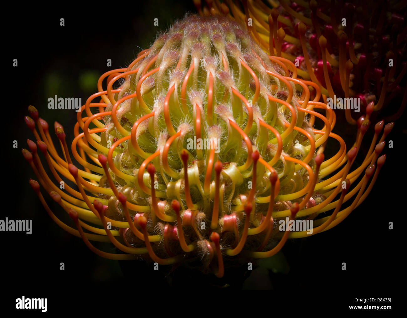 Protea family hi-res stock photography and images - Alamy
