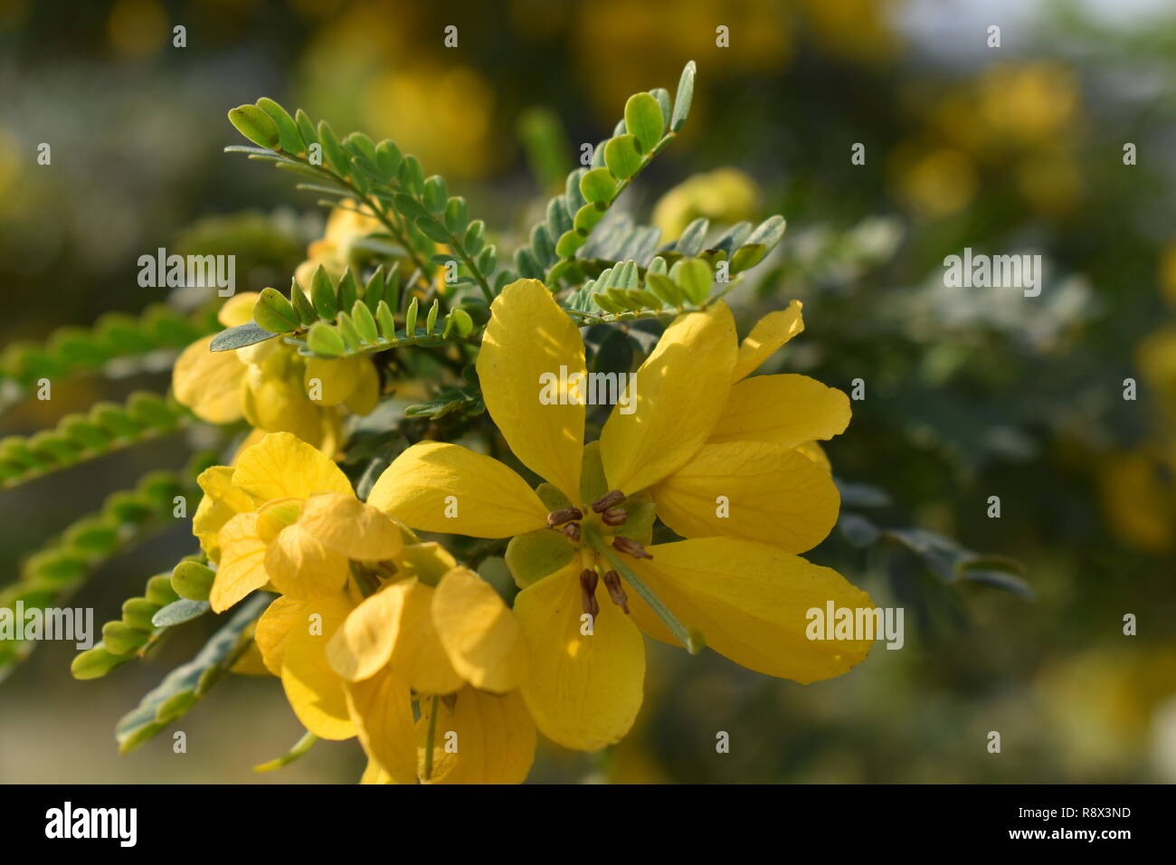 Foremost flower hi-res stock photography and images - Alamy