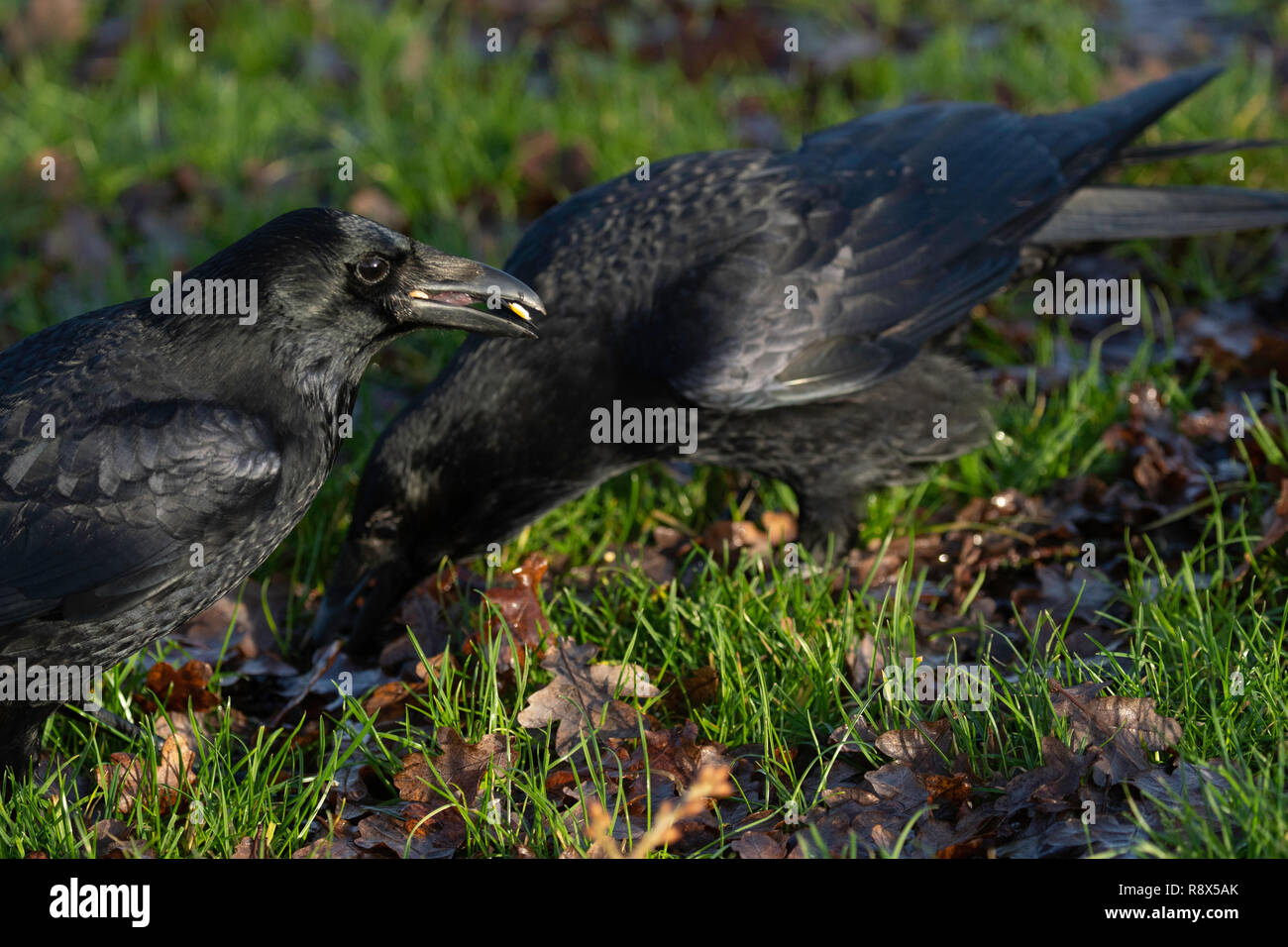 Crow gazing hi-res stock photography and images - Alamy