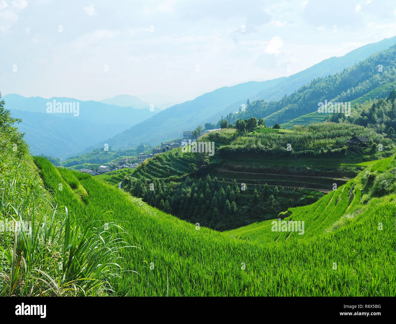Guilin rice paddy hi-res stock photography and images - Alamy