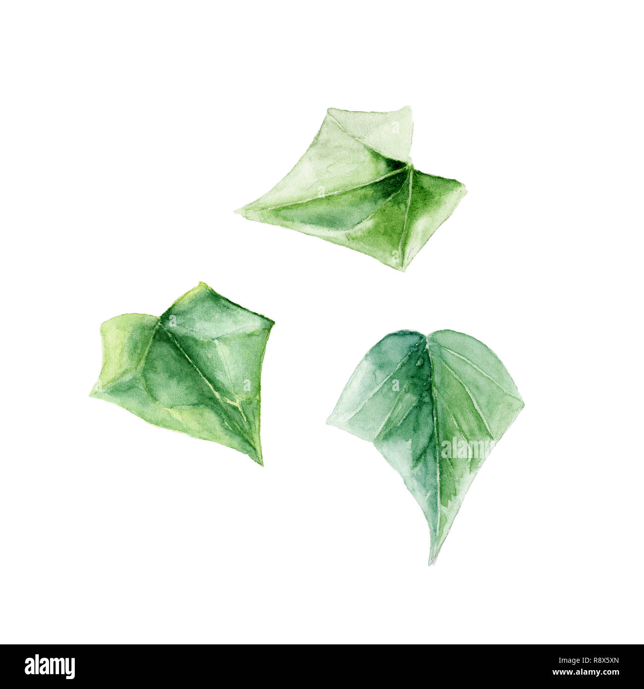 A set of hand painted watercolor illustrations of ivy leaves on white ...