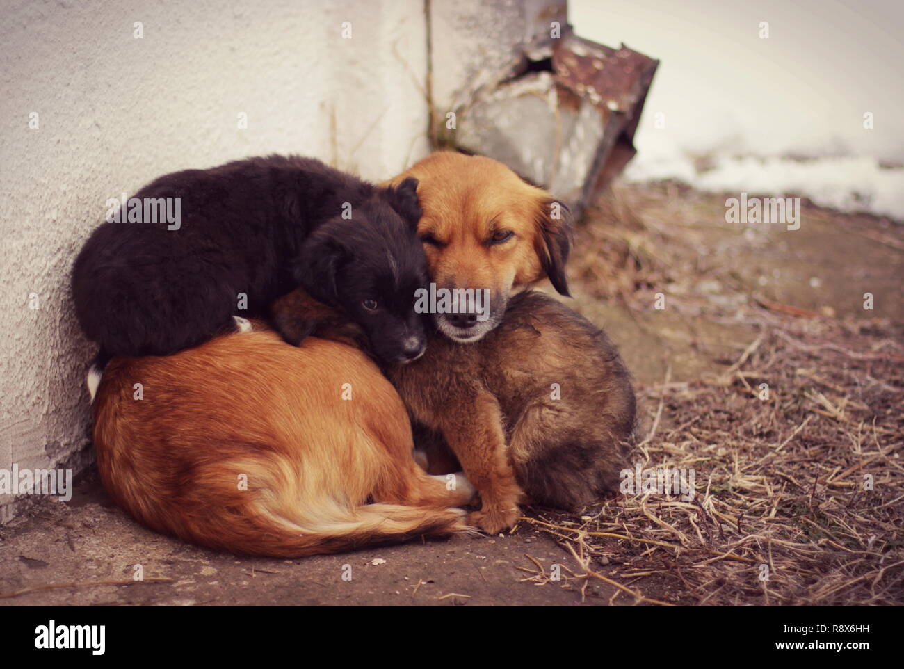 Free ranging dogs hi-res stock photography and images - Alamy