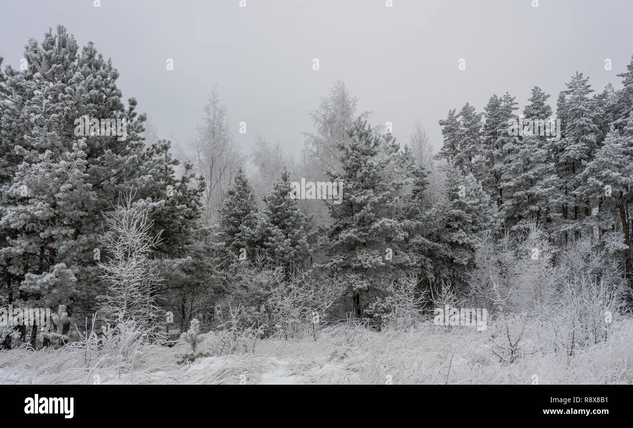 Winter landscape grass and trees in snow Stock Photo - Alamy