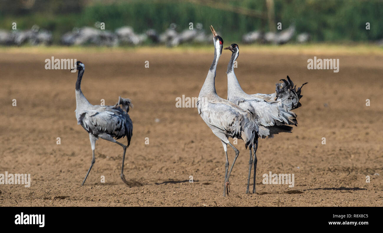 Common crane hi-res stock photography and images - Alamy