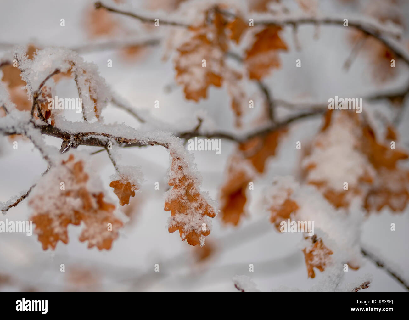 Freeze hi res hi-res stock photography and images - Alamy