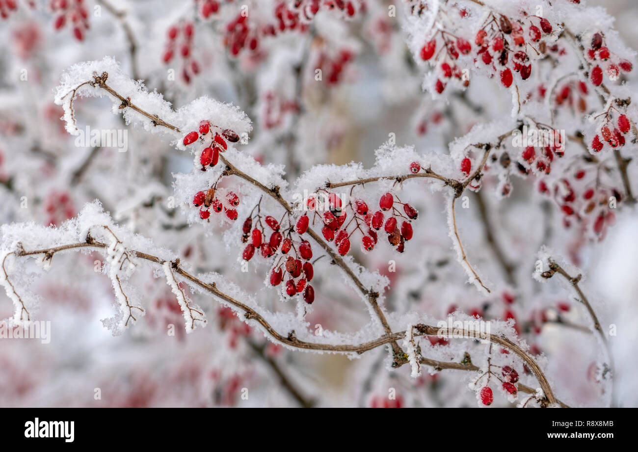 The fruit of barberry in the snow Stock Photo - Alamy