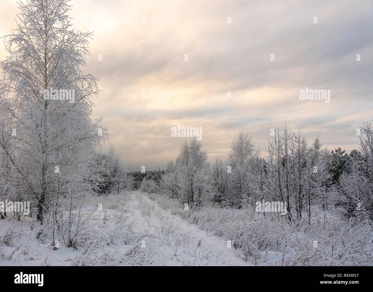 Birch Trees In Winter High Resolution Stock Photography and Images - Alamy