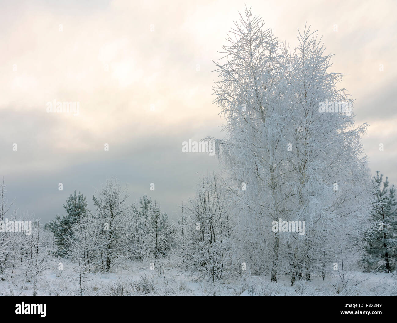 Winter landscape grass and trees in snow Stock Photo - Alamy