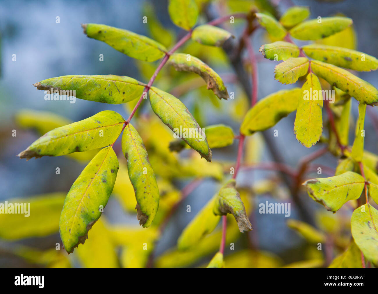 A close up of a plant changing colors in Autumn Stock Photo - Alamy