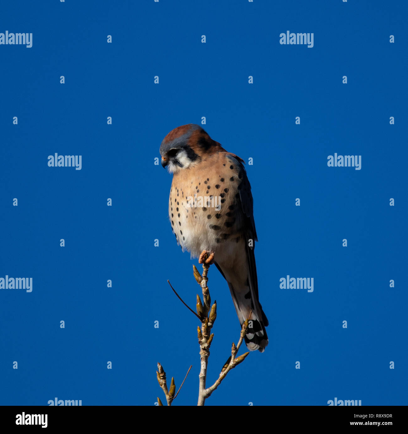 Resting kestrel hi-res stock photography and images - Alamy
