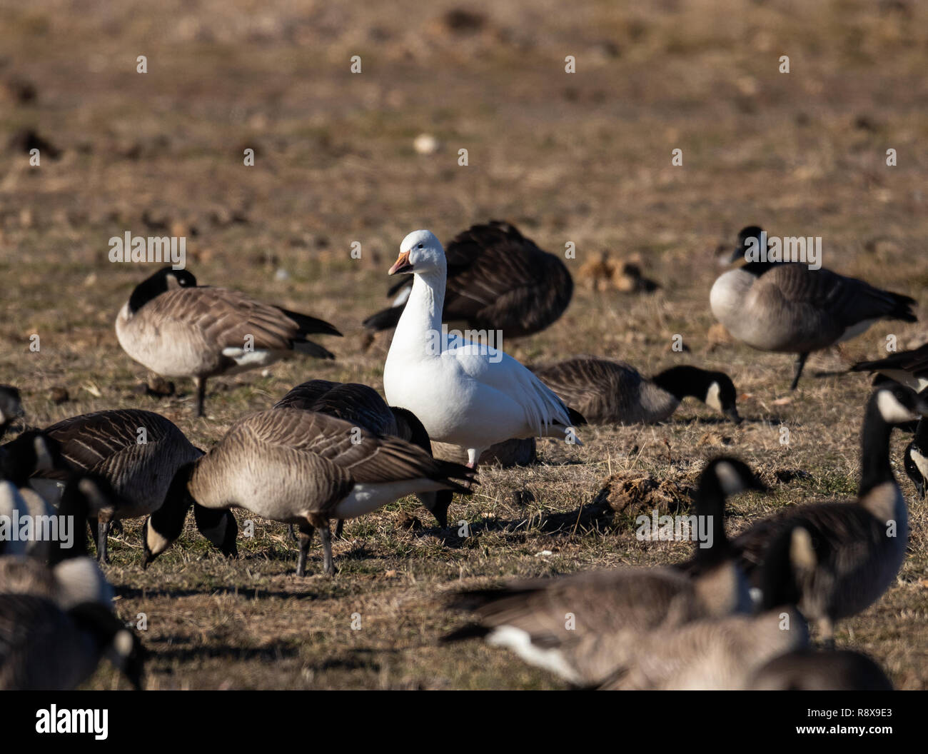 Mixed flock north america hi-res stock photography and images - Alamy